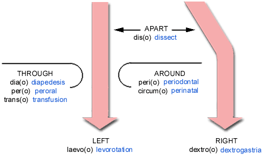 Dental Hygiene Board Review CD by www.AndyFutureRDH.com